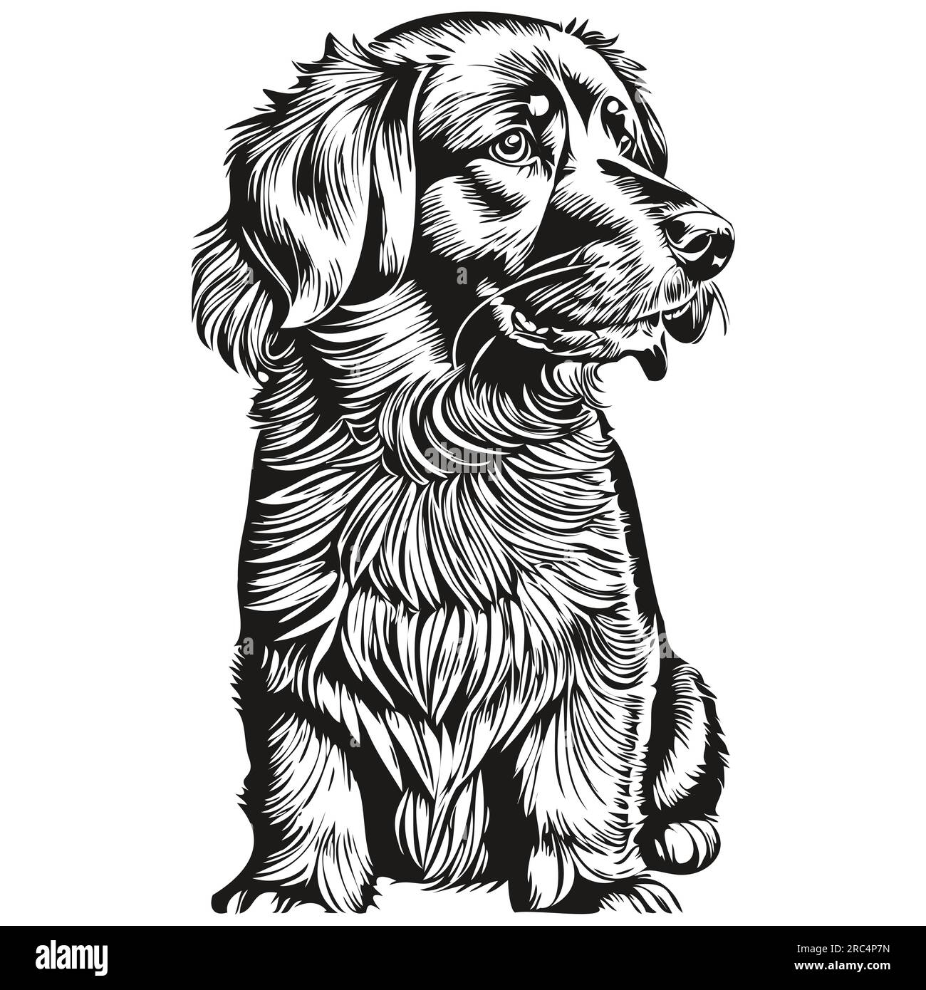 Newfoundland dog white background Stock Vector Images - Alamy