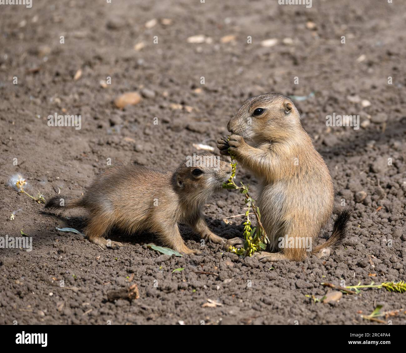 Two prairie dog species hi-res stock photography and images - Alamy