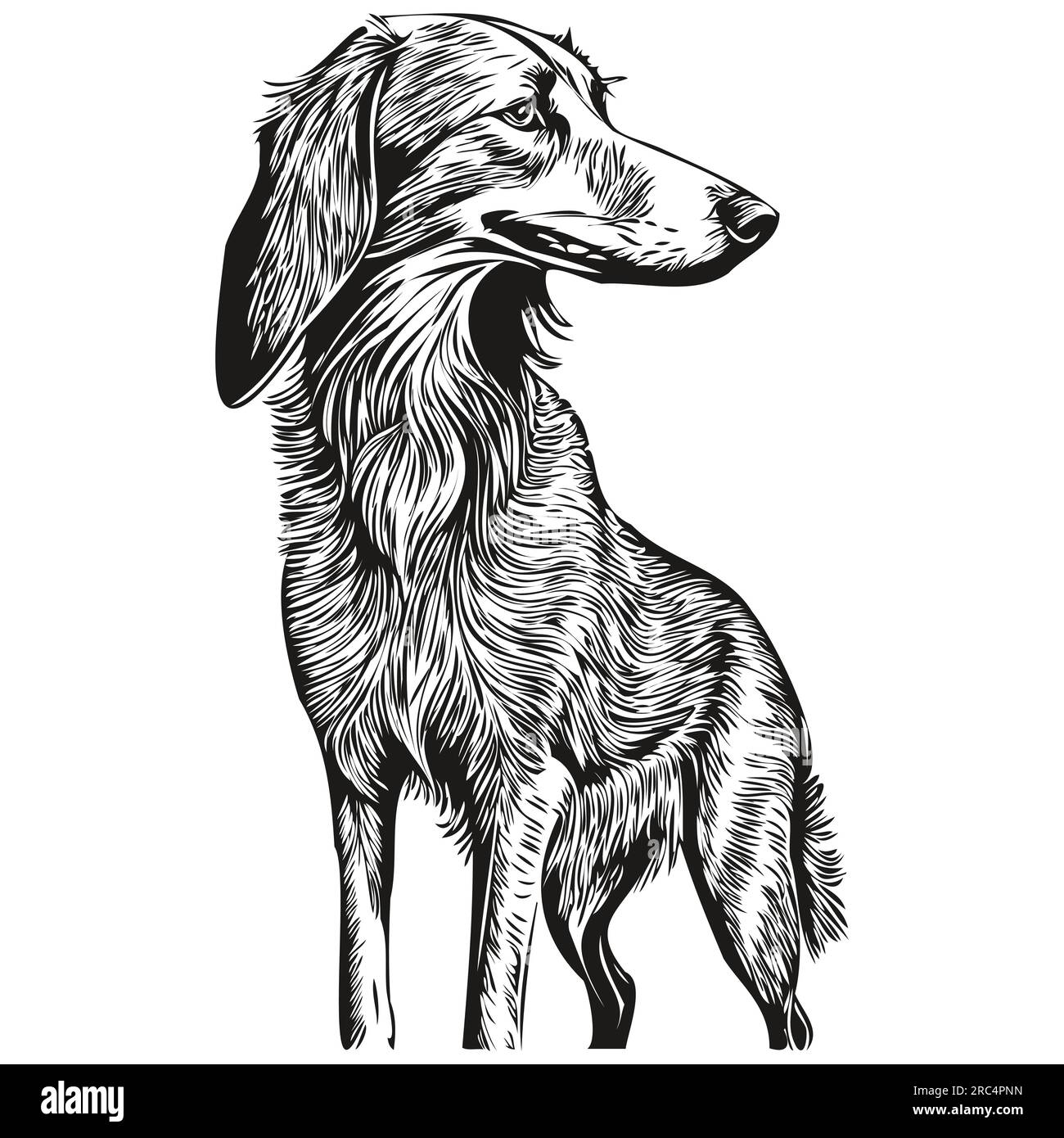 Saluki dogs Stock Vector Images - Alamy