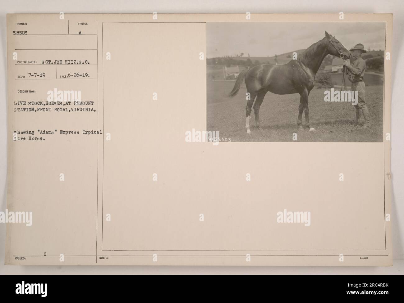 Horses at the remount depot in Front Royal, Virginia. This image ...