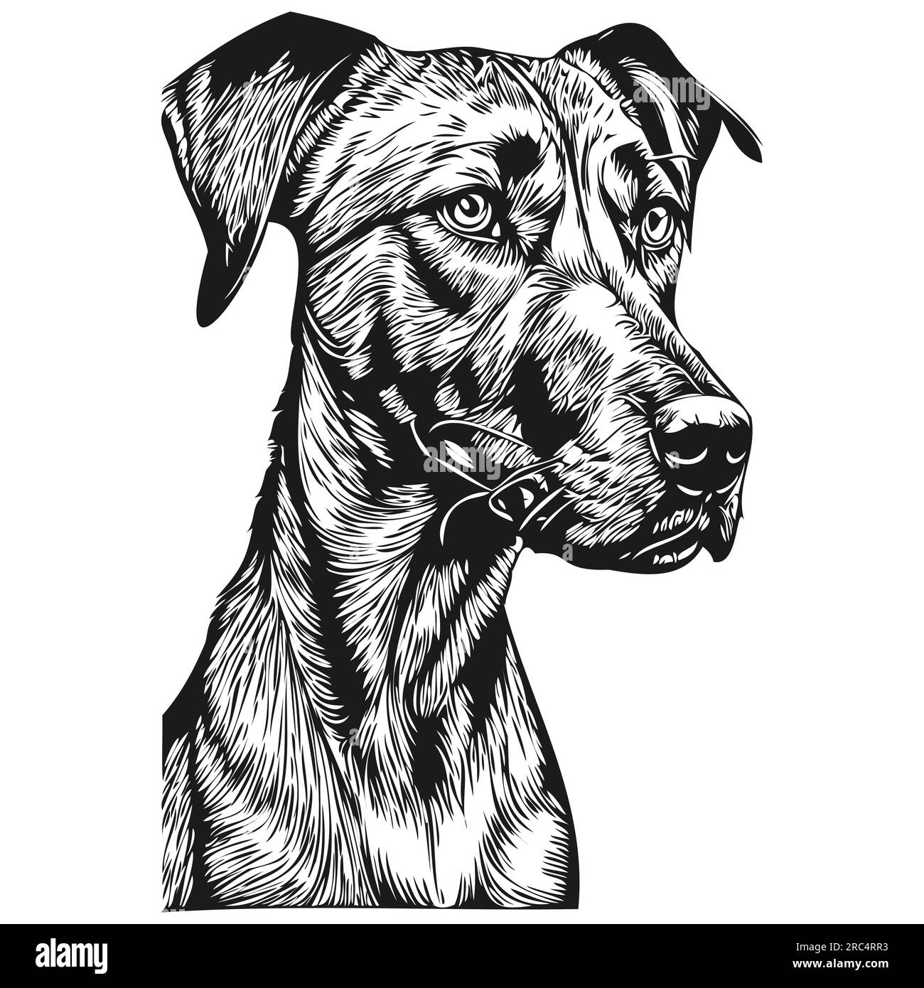 Rhodesian ridgeback silhouette hi-res stock photography and images - Alamy