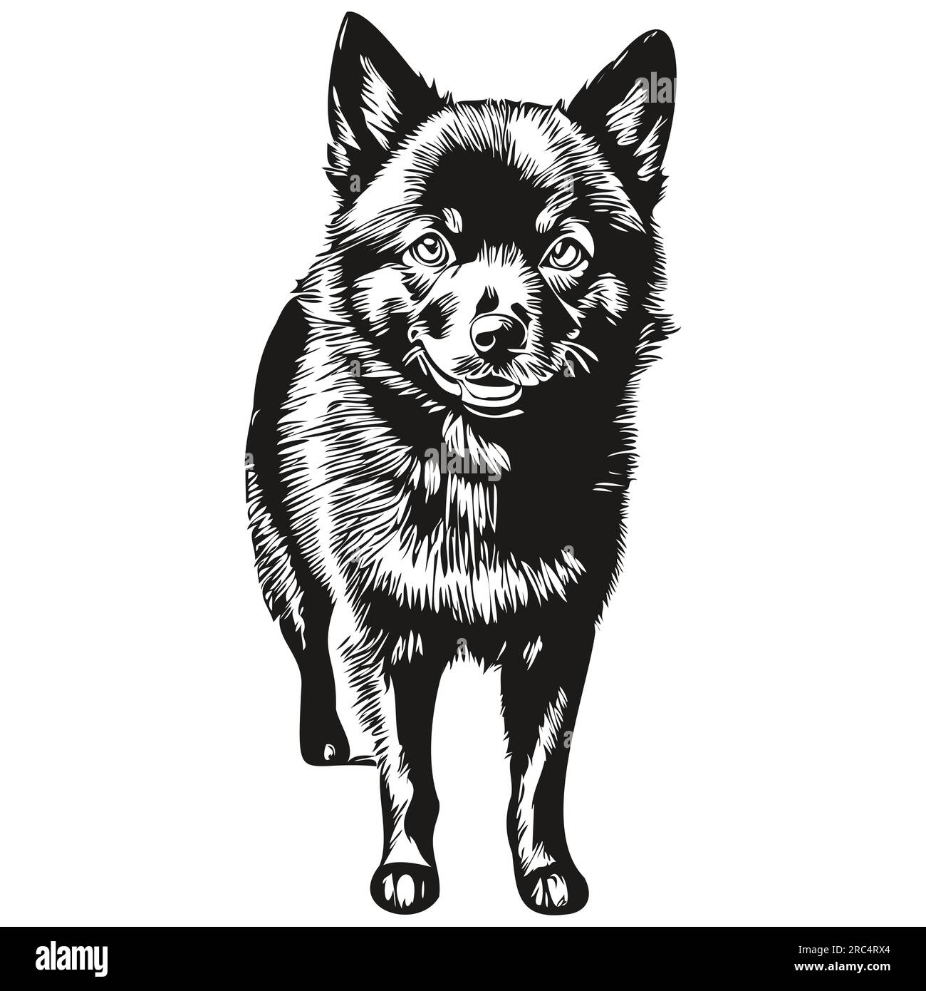 Schipperke Stock Vector Images - Alamy