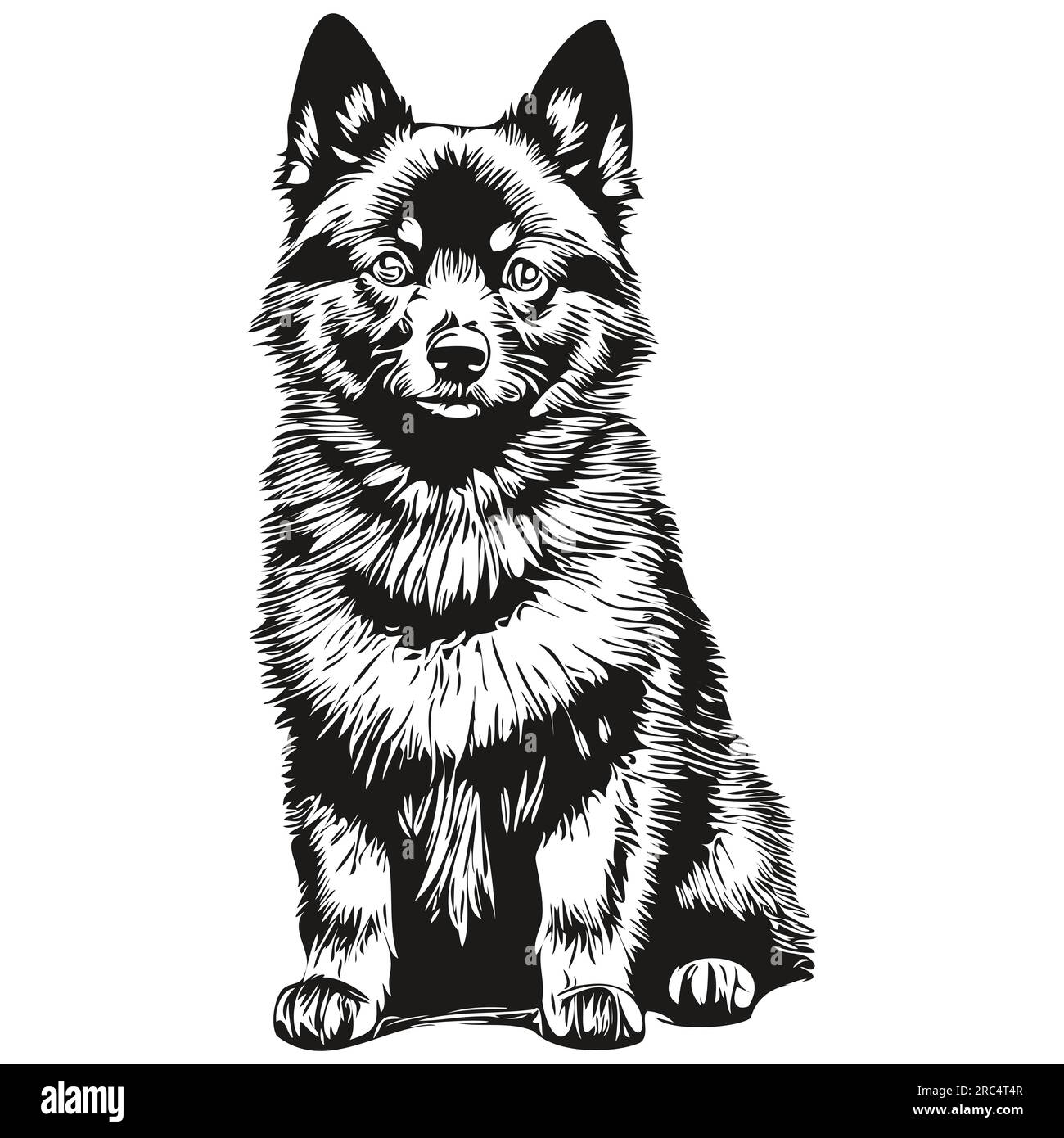 Schipperke Stock Vector Images - Alamy