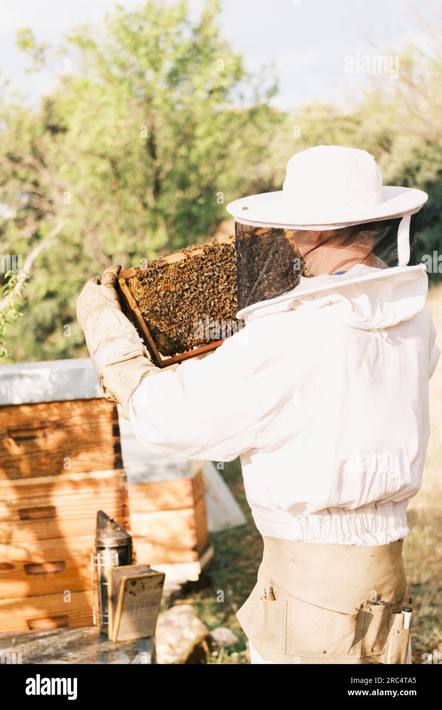 Back view of unrecognizable male beekeeper wearing protective costume ...
