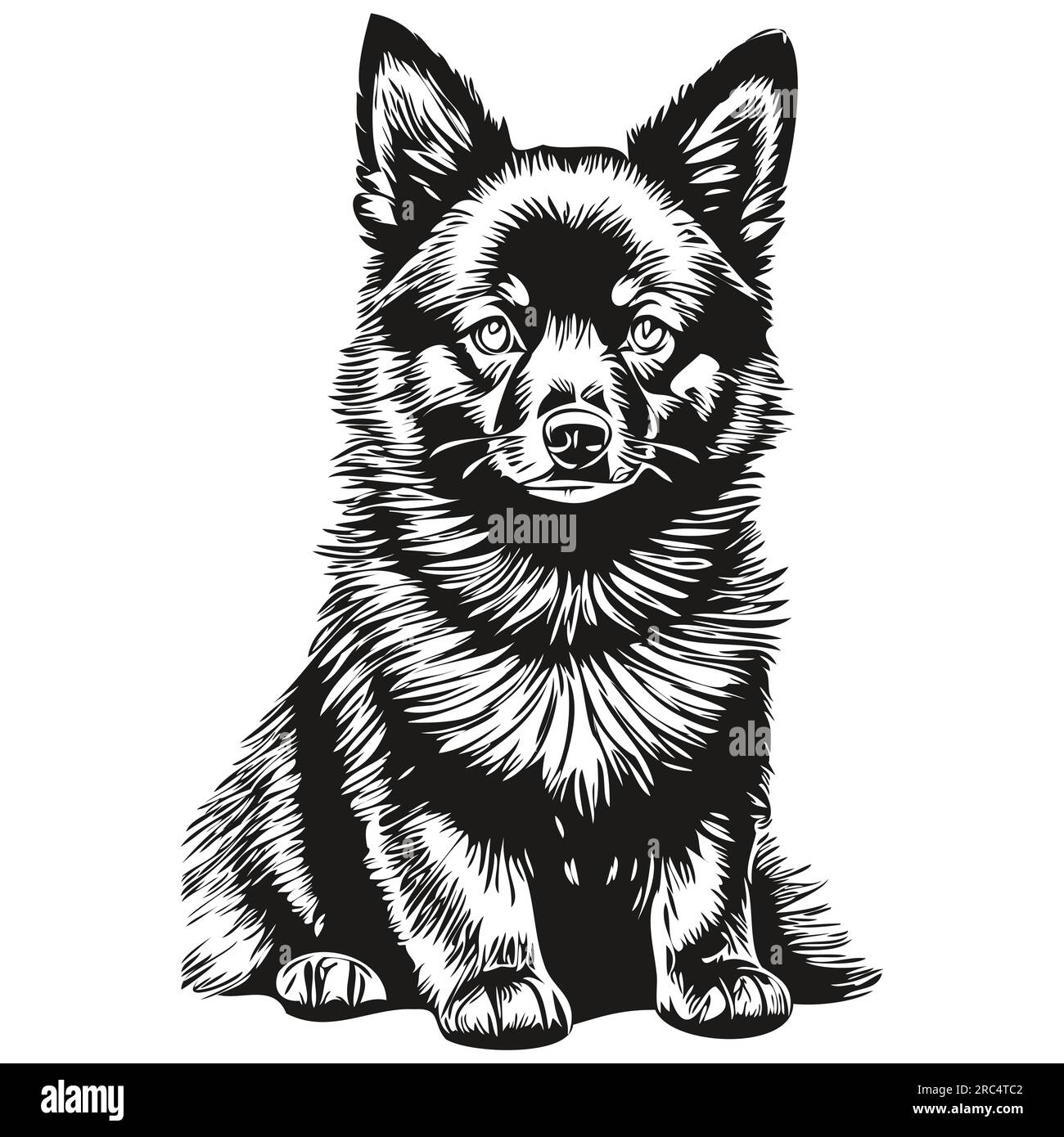 Schipperke Stock Vector Images - Alamy