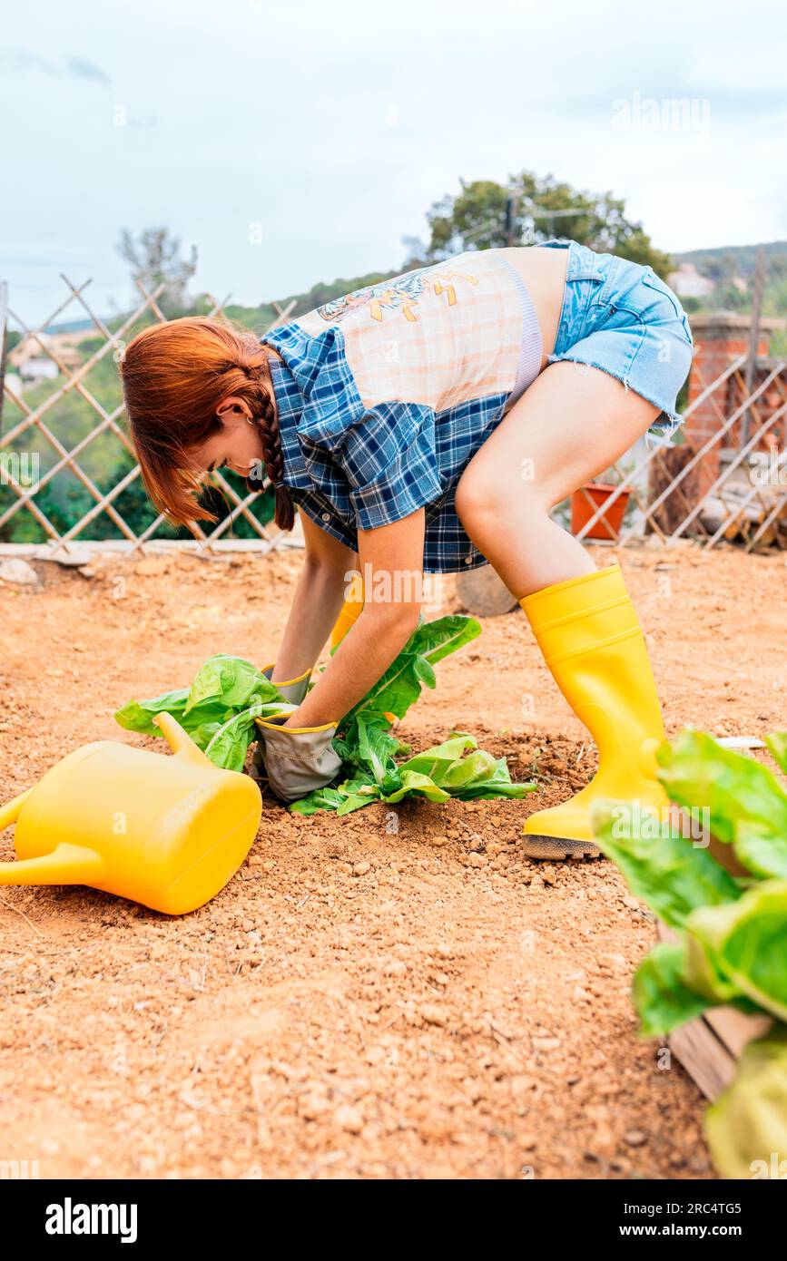 Rubber plantation ground hi-res stock photography and images - Alamy