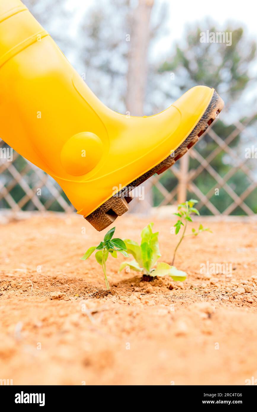 Crop legs of person in yellow rubber boot over tender plant on sandy ...