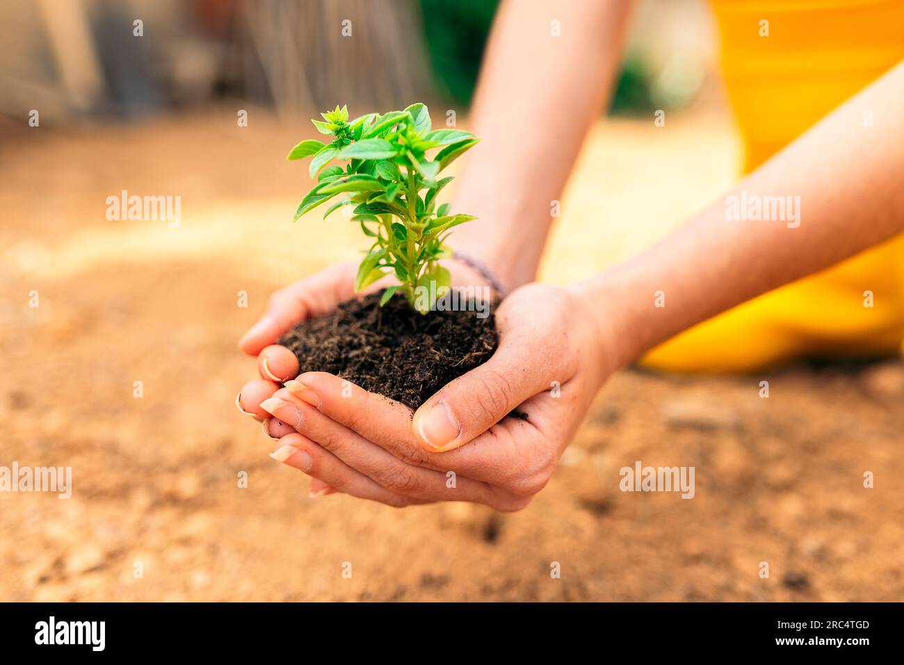 Crop anonymous female gardener planting green plant growing on dry ...