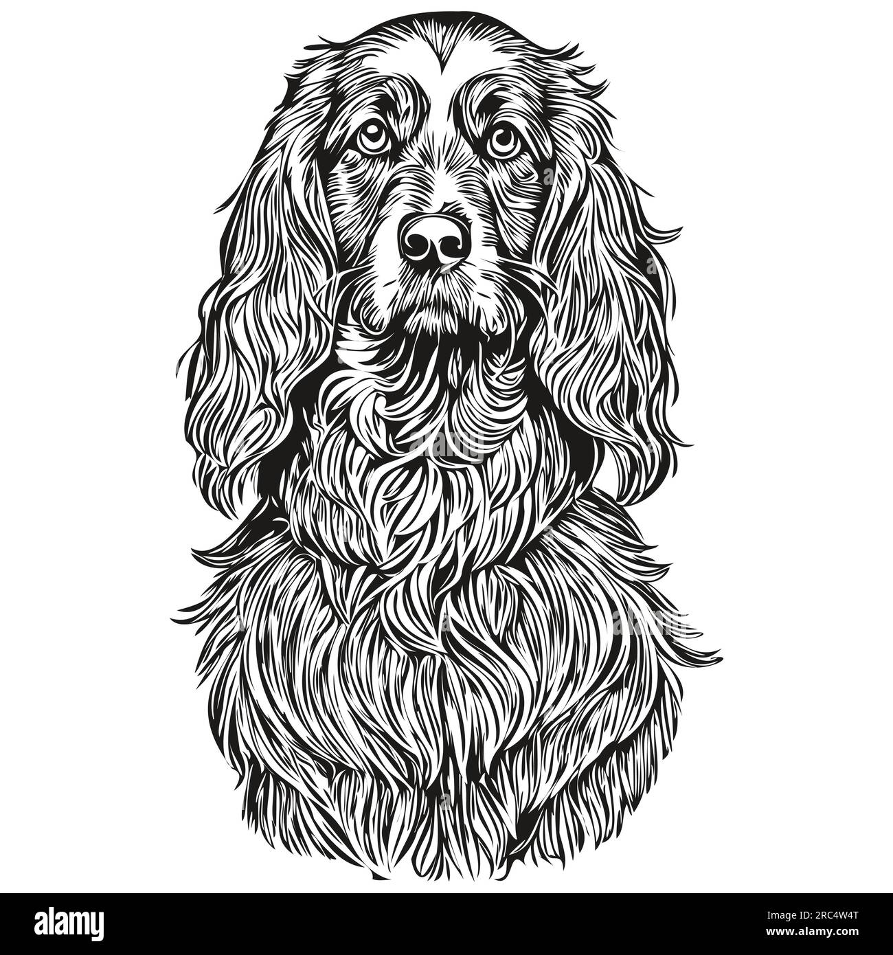 Boykin spaniel breed Stock Vector Images - Alamy