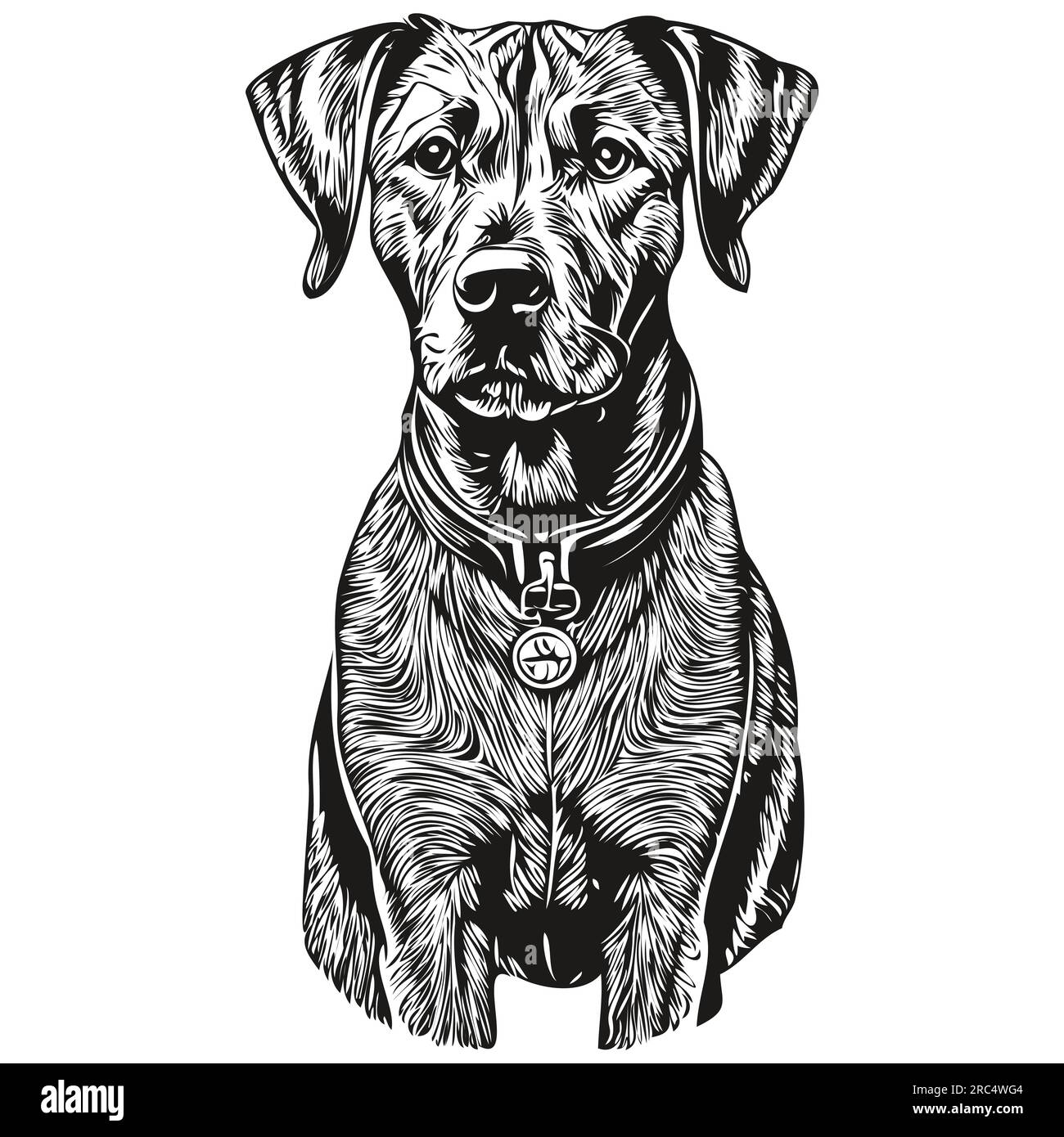Black rhodesian ridgeback Cut Out Stock Images & Pictures - Alamy