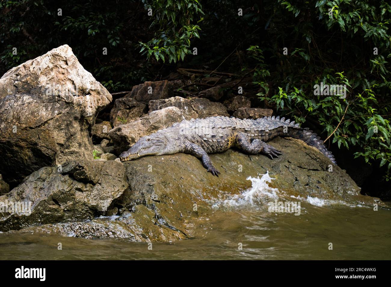 Wild dangerous crocodile lying on rough rock while taking sunbath in ...
