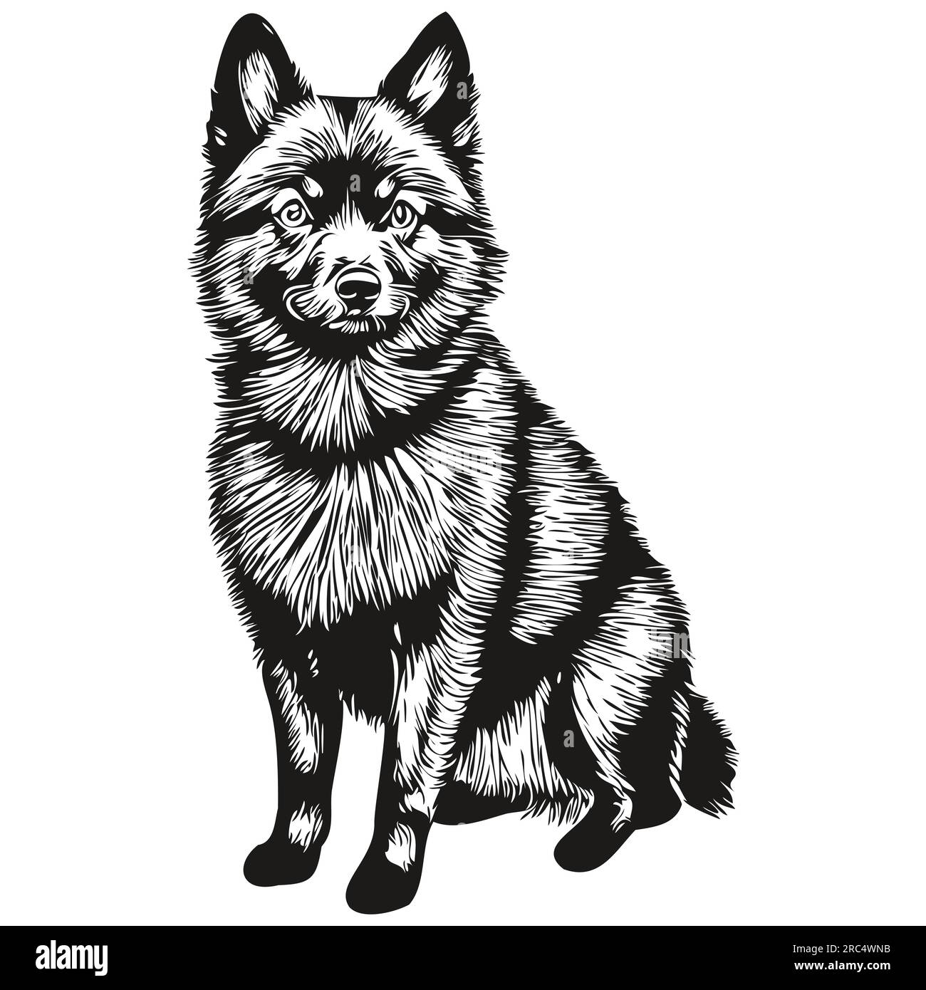 Schipperke Stock Vector Images - Alamy