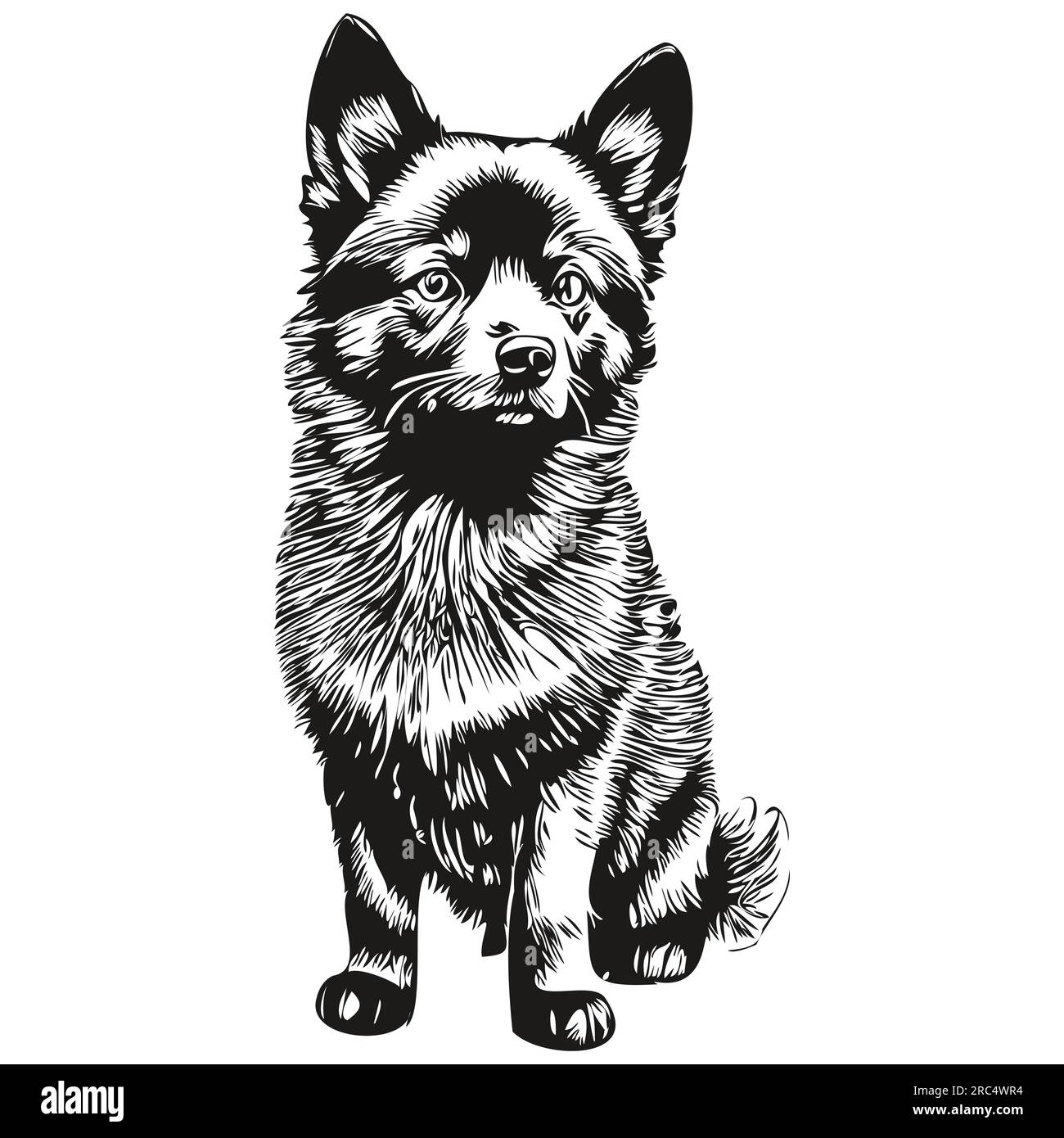 Schipperke dog silhouette hi-res stock photography and images - Alamy