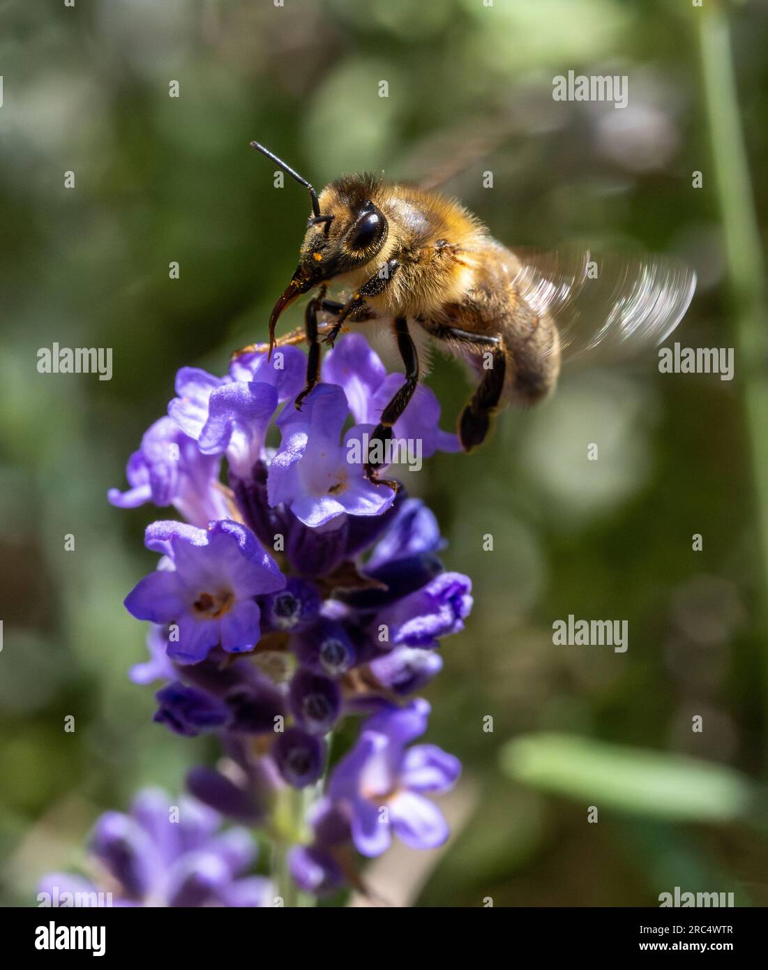Flying flower hi-res stock photography and images - Alamy