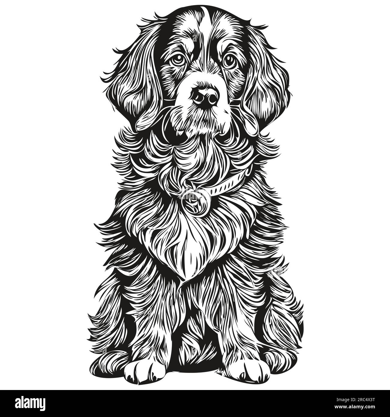 Boykin spaniel hi-res stock photography and images - Alamy