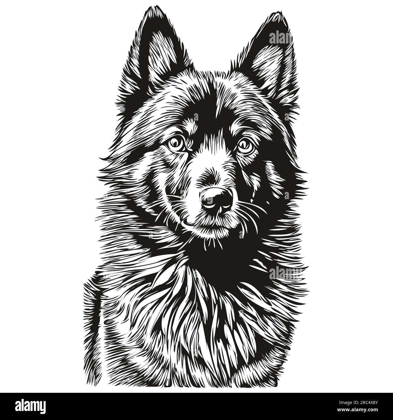 Schipperke Stock Vector Images - Alamy