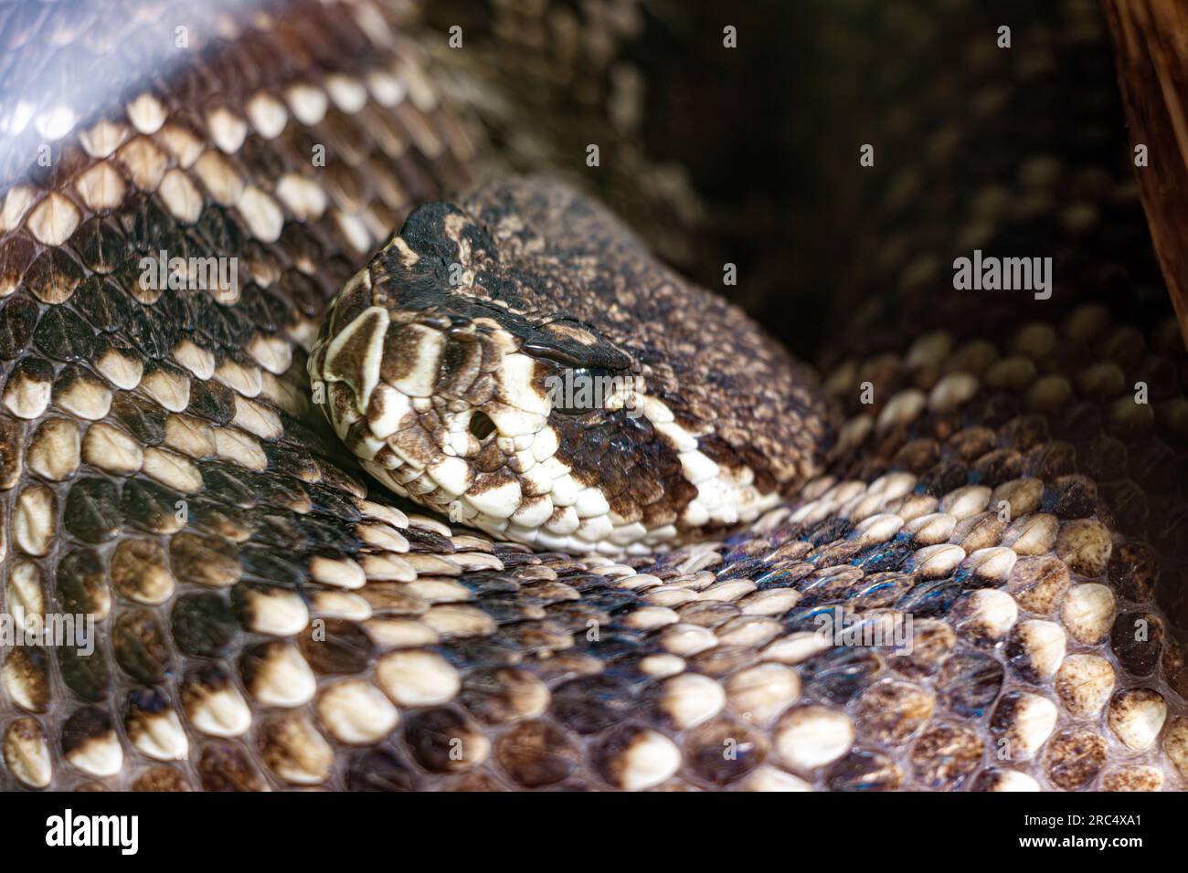 Coiled rattle snake hi-res stock photography and images - Alamy