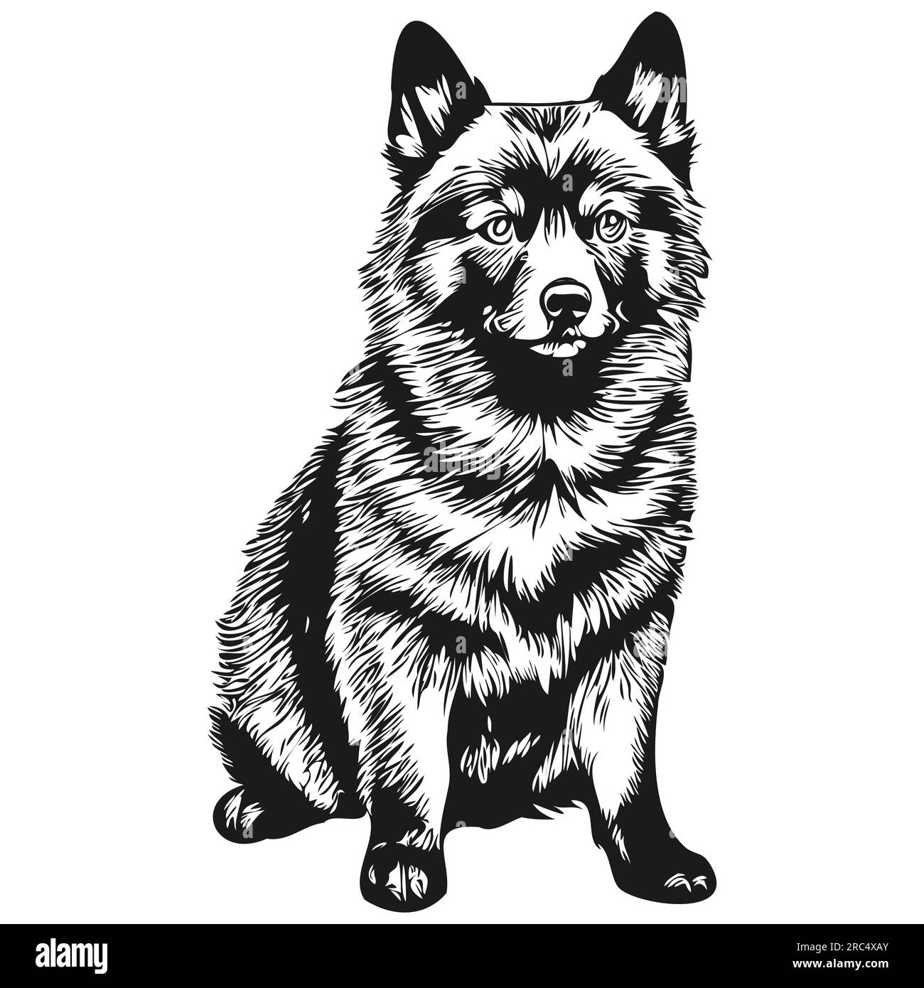 Schipperke dog Stock Vector Images - Alamy