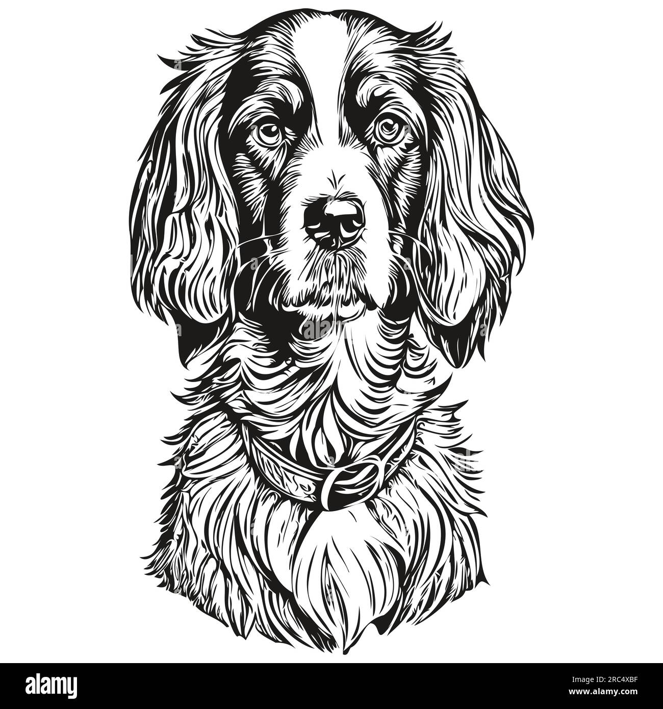 Boykin spaniel Stock Vector Images - Alamy