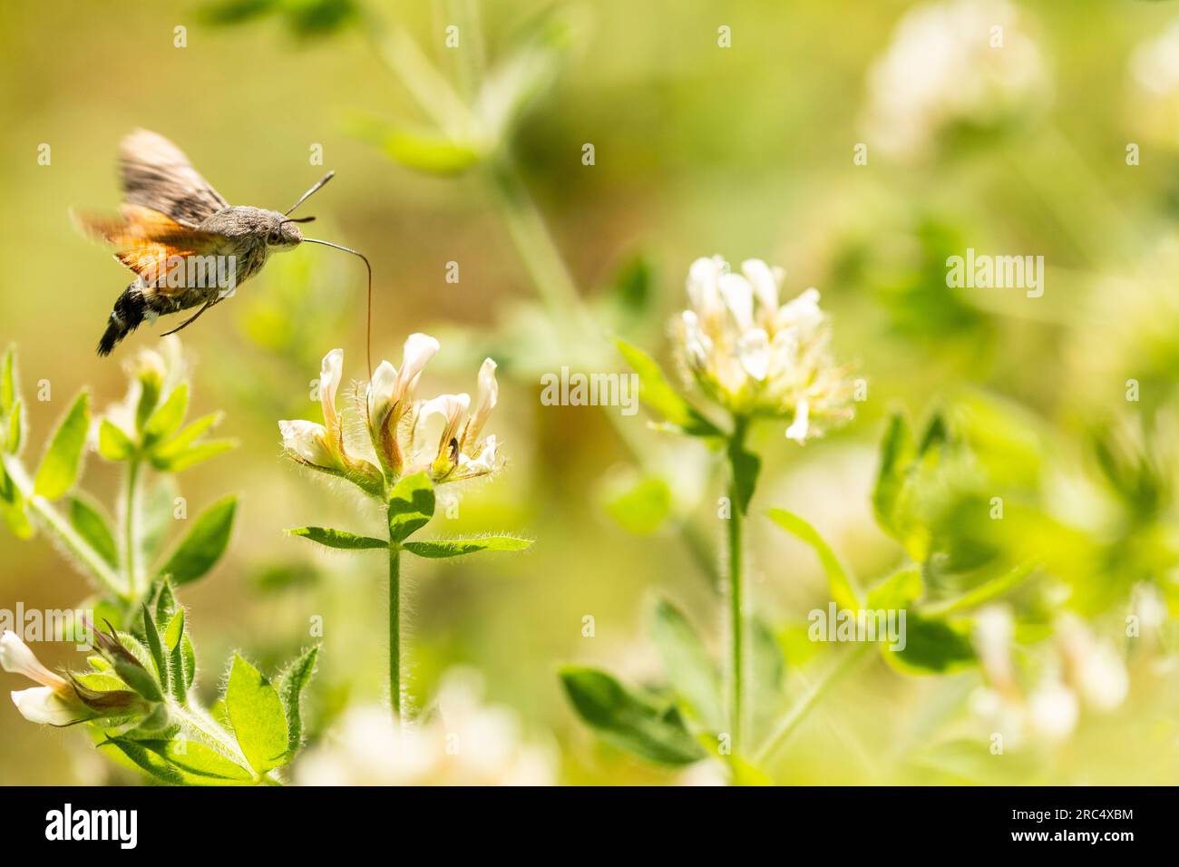 Side view of hummingbird hawk moth hovering in air while feeding nectar ...