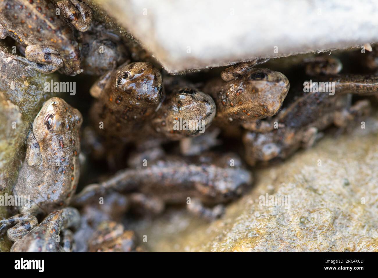 Frogs jumping hi-res stock photography and images - Alamy