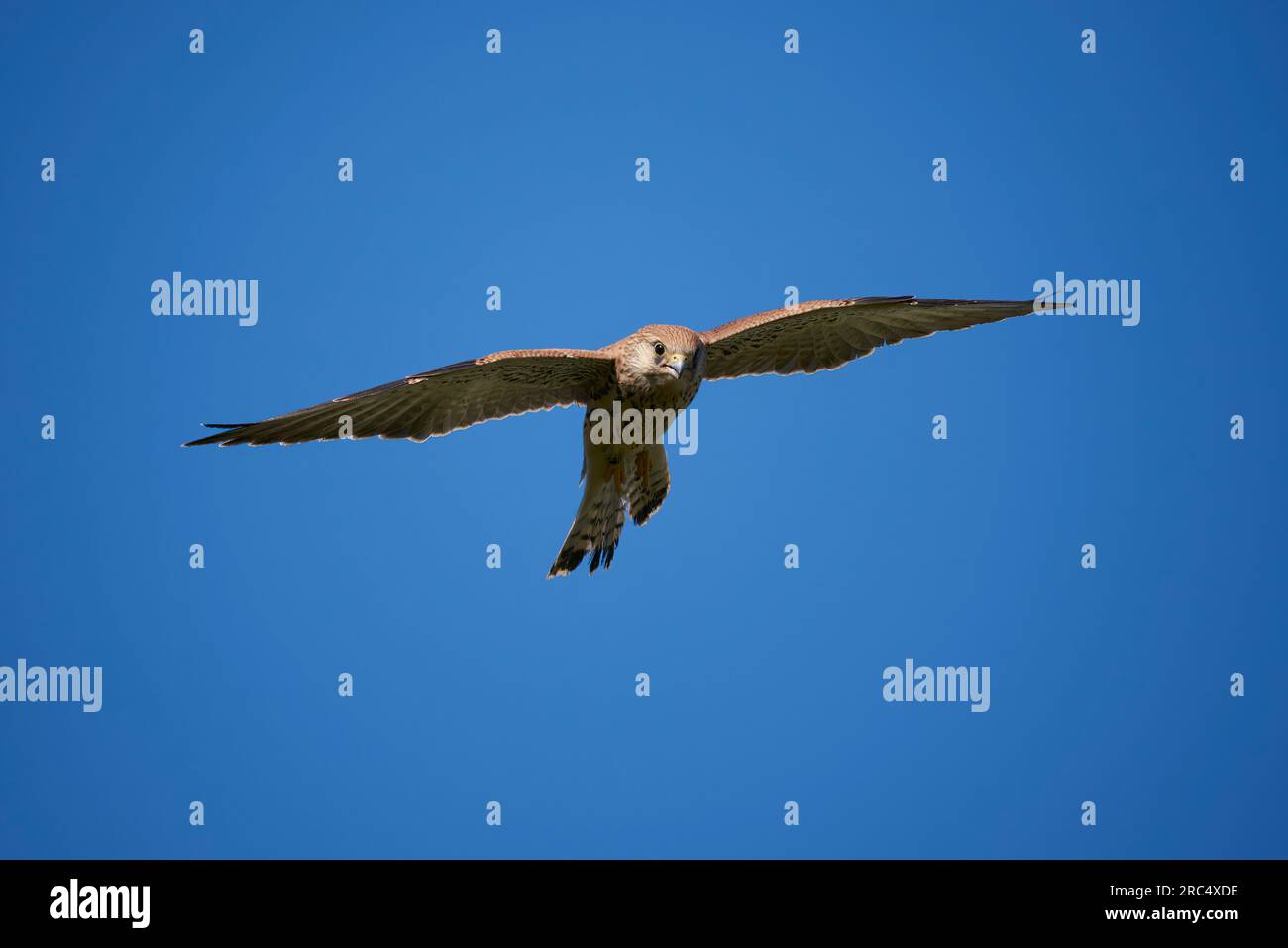 From below Lesser kestrel bird with brown feathers flying against blue ...