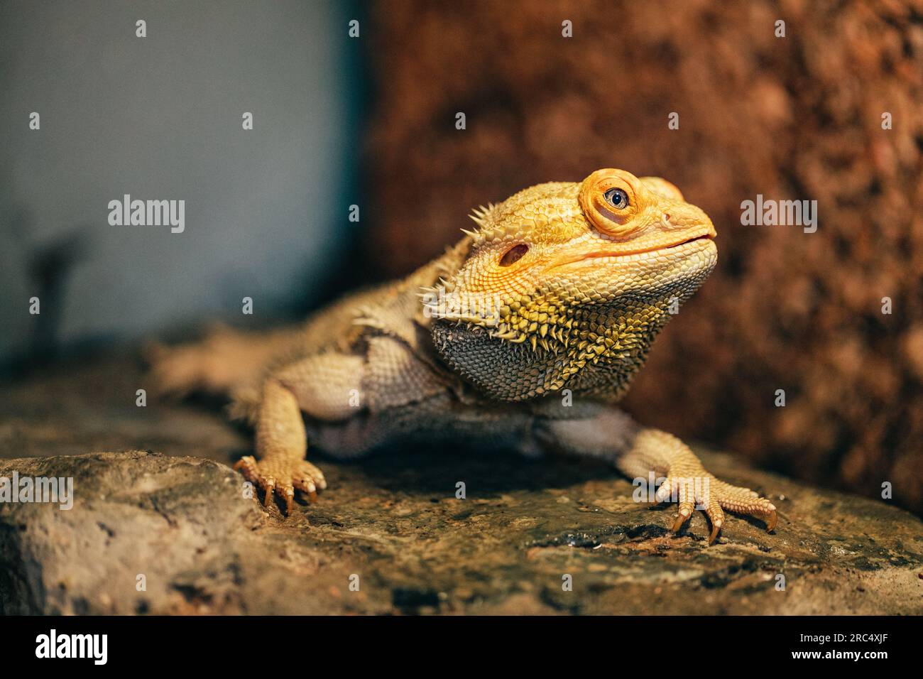 Calm domestic male bearded dragon lizard sitting on rock in terrarium ...