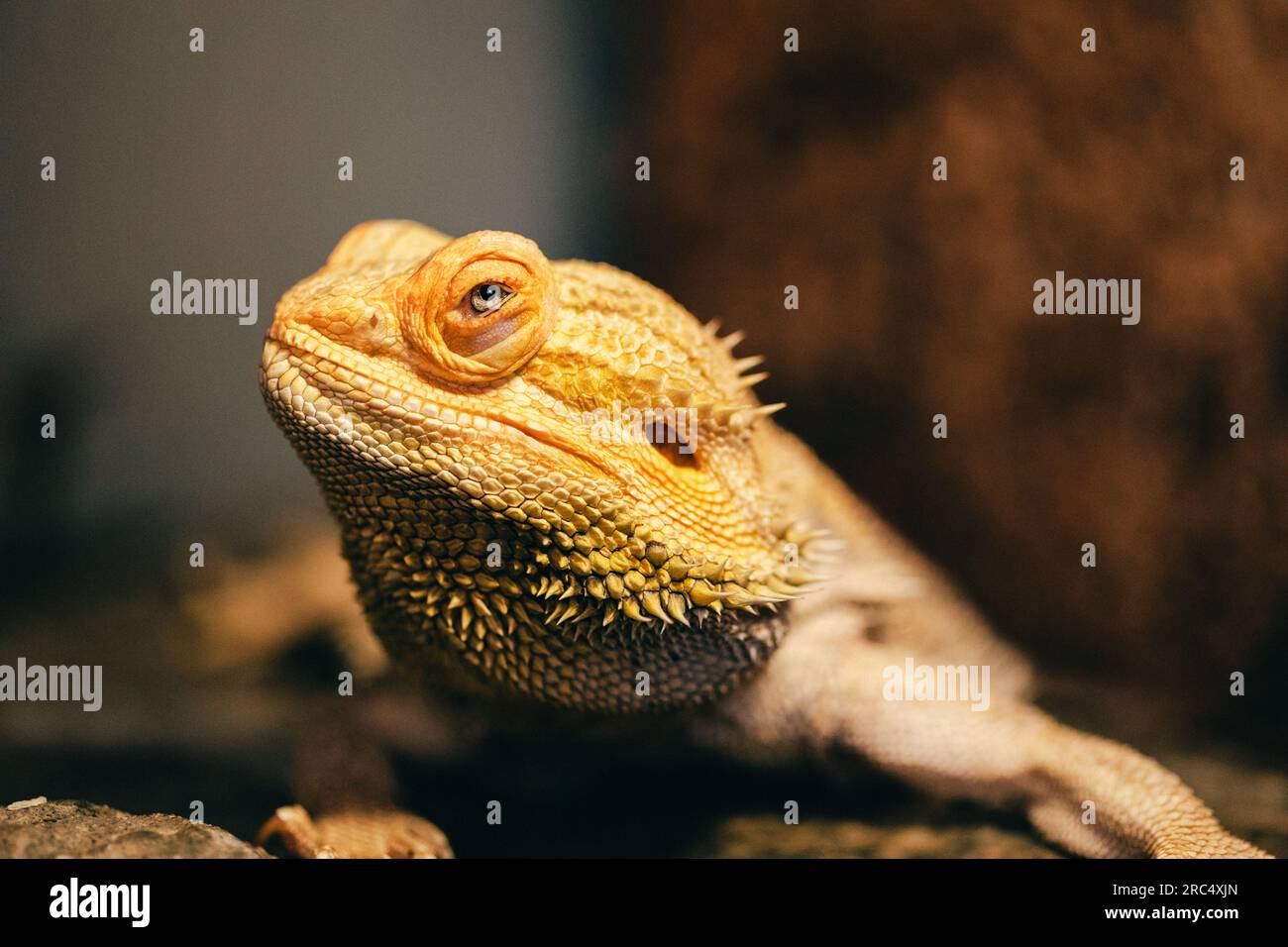 Calm domestic male bearded dragon lizard sitting on rock in terrarium ...