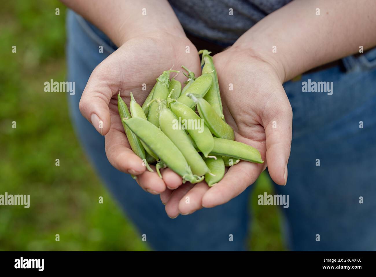 From above of crop anonymous farmer holding fresh green peas in cupped ...
