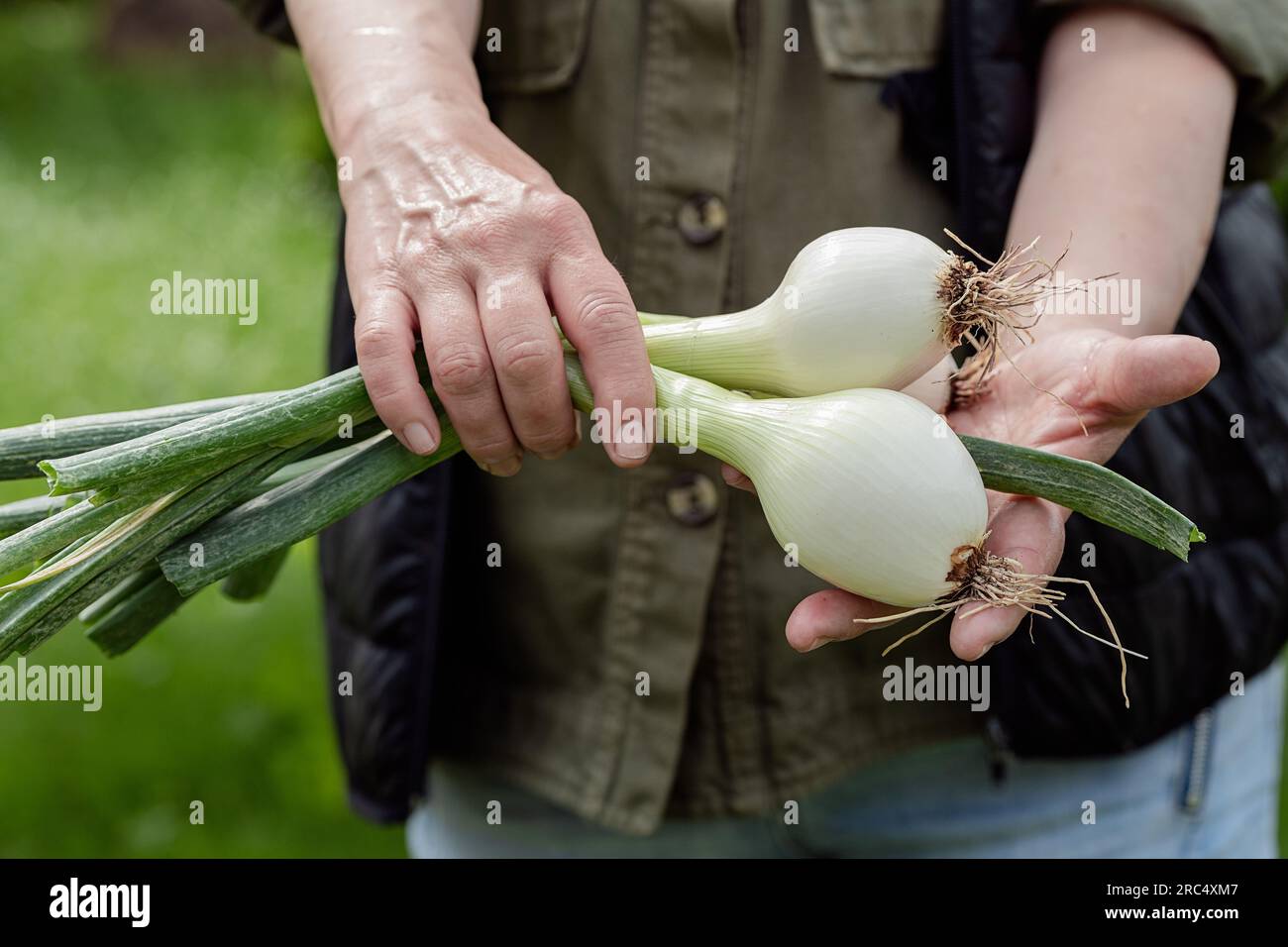 Crop anonymous farmer displaying spring onion plant with white bulb and ...