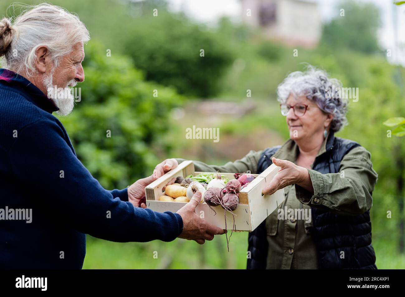 Aged man giving box with assorted fresh vegetables to senior wife while ...