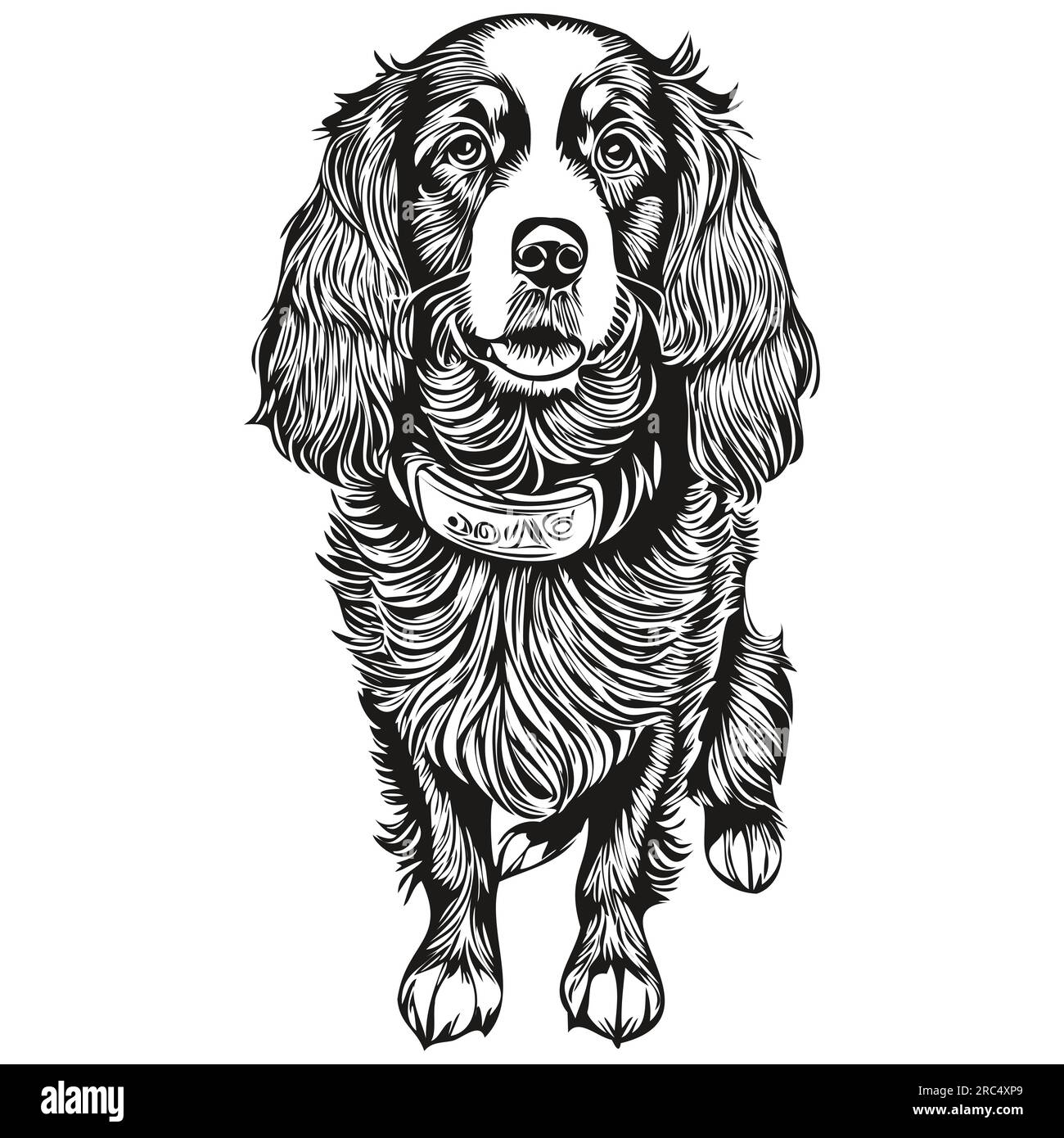 Boykin spaniel Cut Out Stock Images & Pictures - Alamy