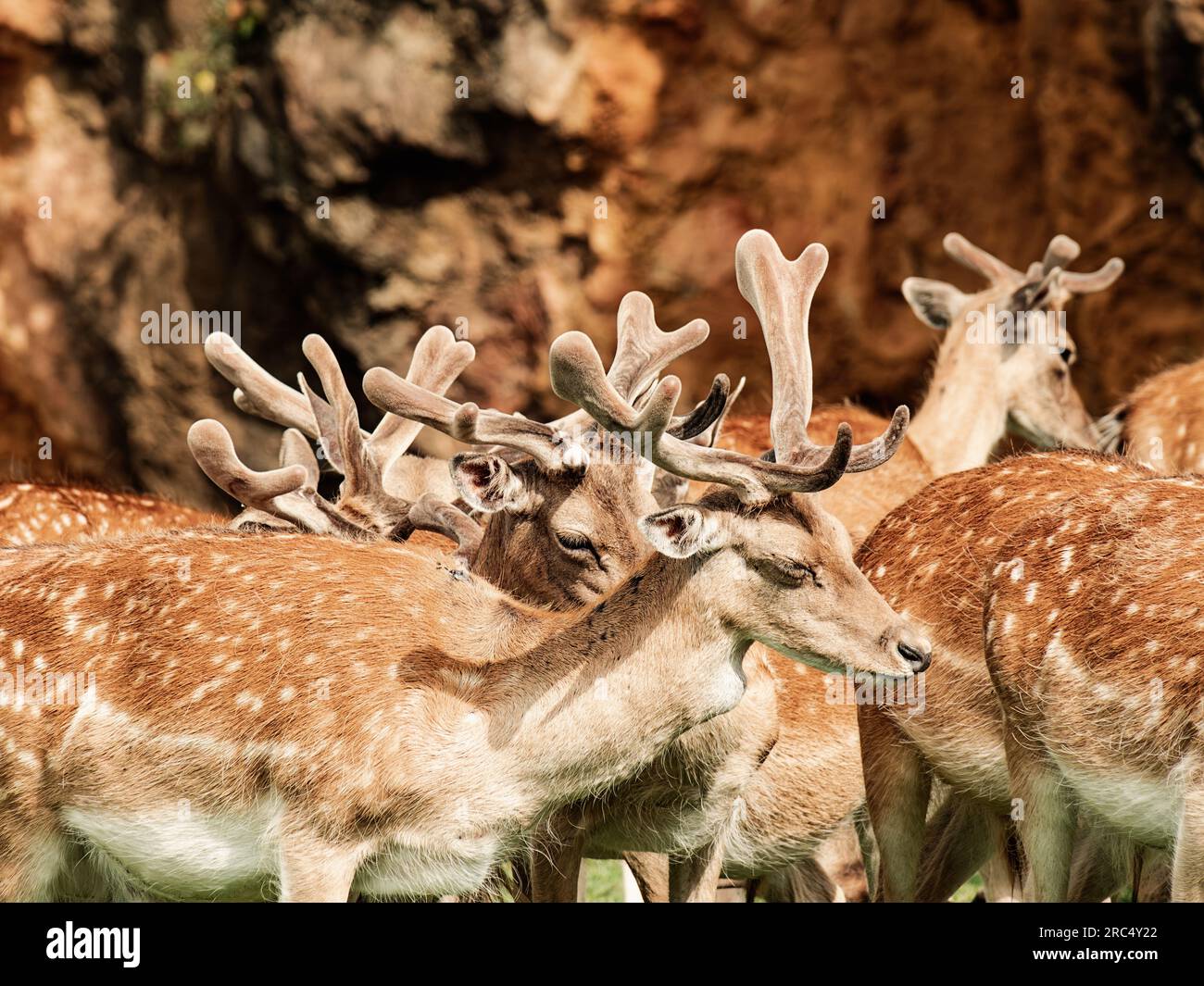 Fallow deer feeding crop hi-res stock photography and images - Alamy