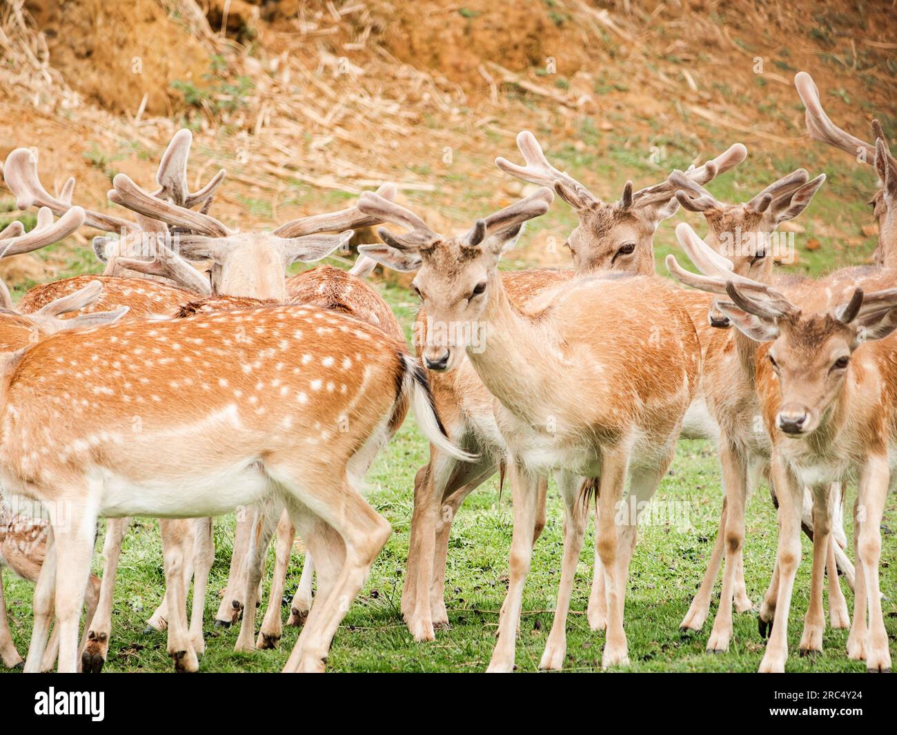 Fallow deer feeding crop hi-res stock photography and images - Alamy