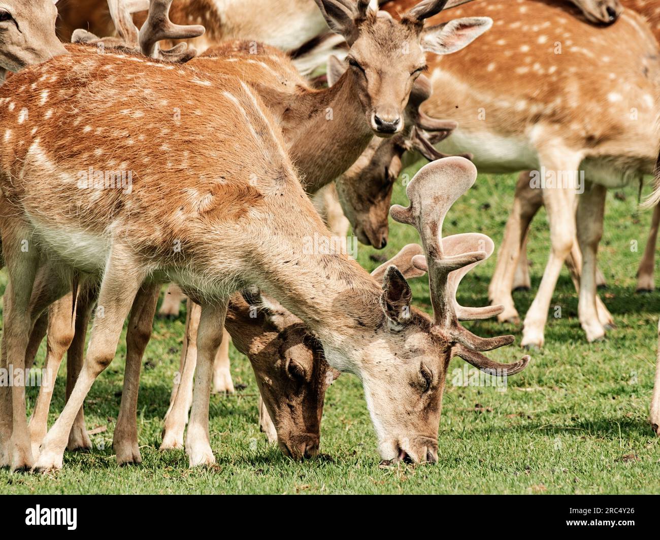 Fallow deer feeding crop hi-res stock photography and images - Alamy