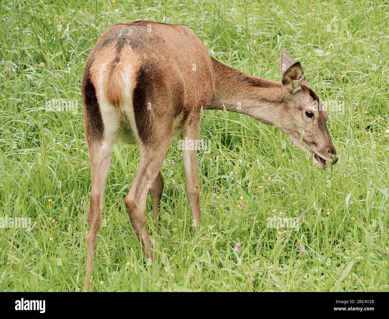 Fallow deer feeding crop hi-res stock photography and images - Alamy