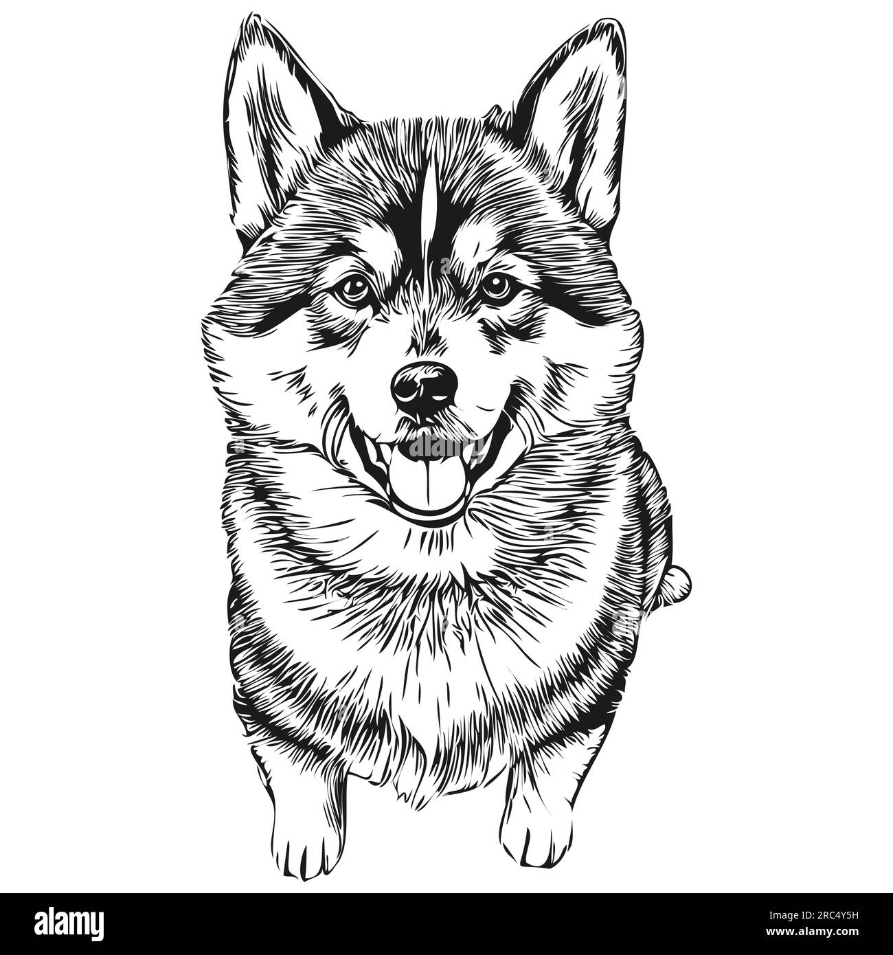 Shiba inu white background Stock Vector Images - Alamy