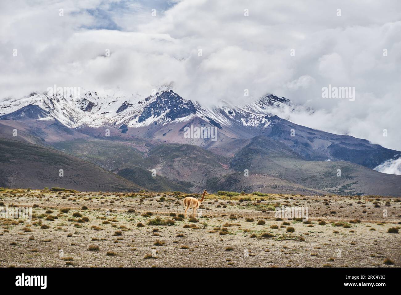 Side view of wild shy vicuna camelid standing on dry grassy terrain of ...