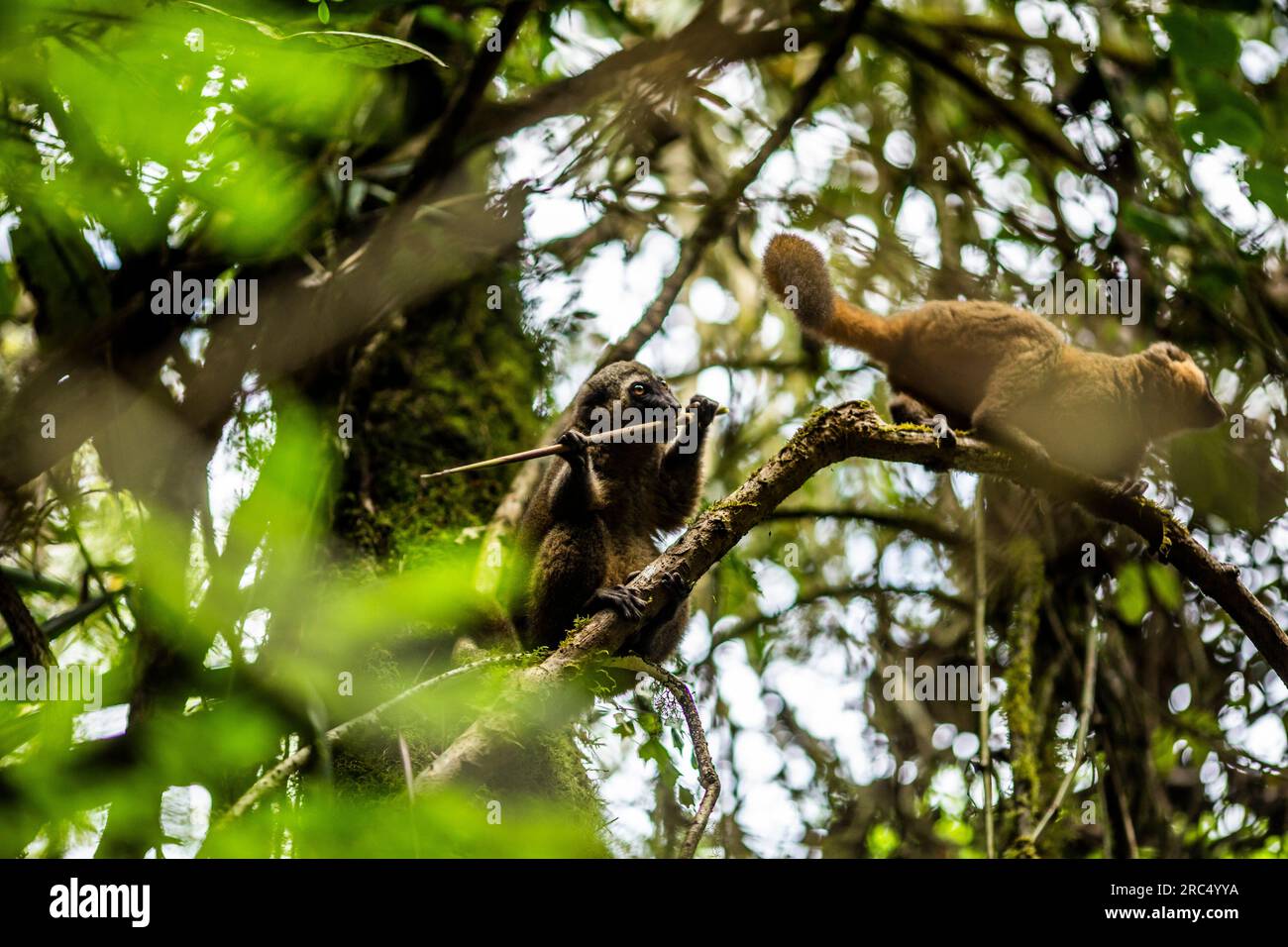 Low angle of cute fluffy lemur and monkey sitting on tree branch with ...