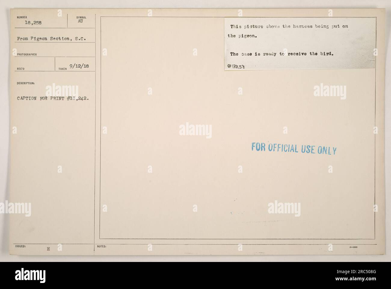 How to prepare a pigeon hi-res stock photography and images - Alamy