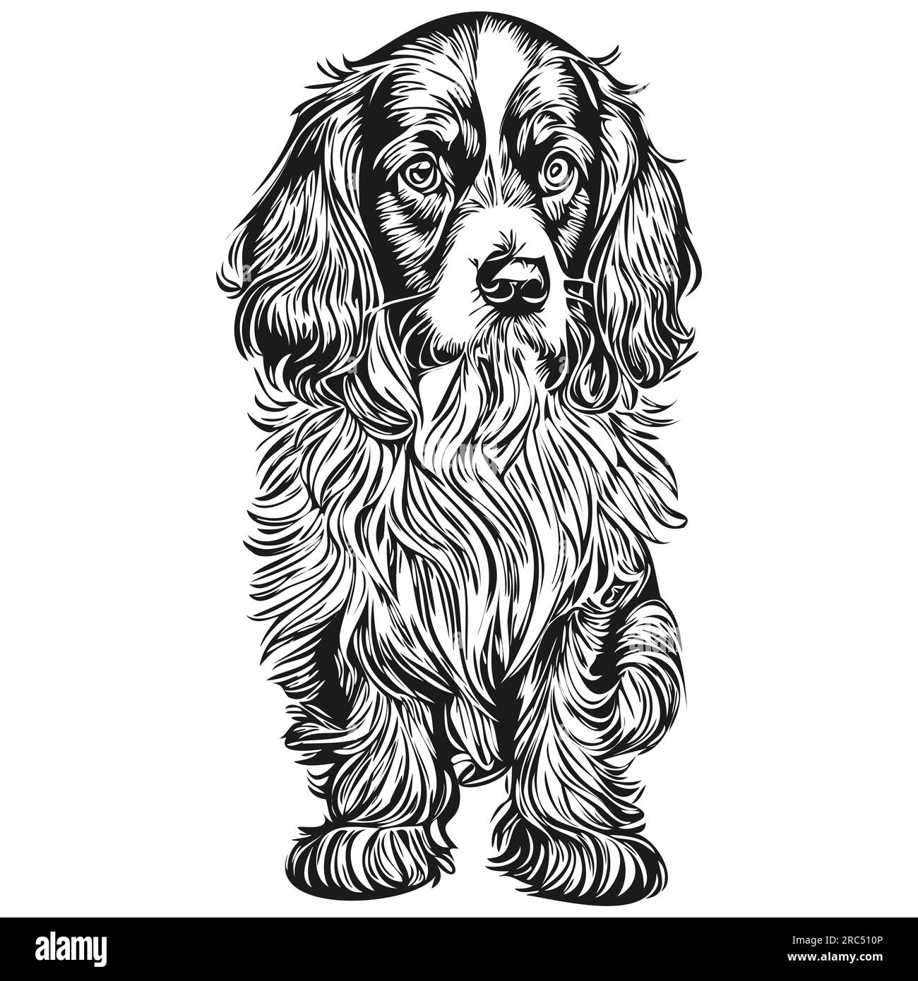 Spaniel Boykin dog pet silhouette, animal line illustration hand drawn ...