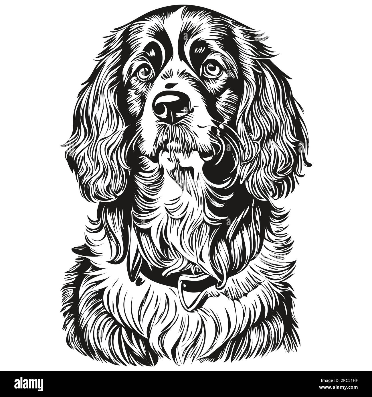 Boykin spaniel hi-res stock photography and images - Alamy