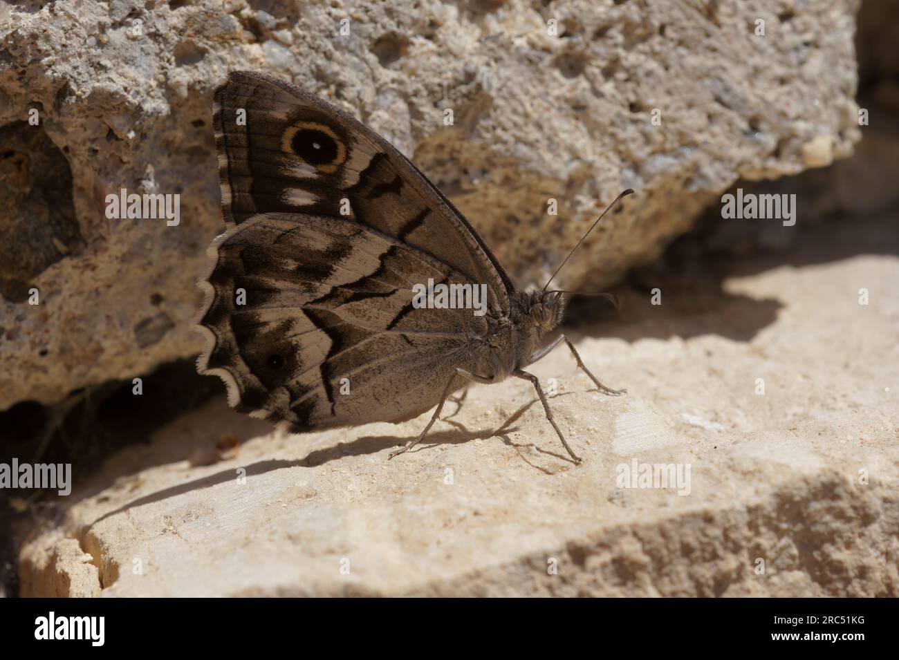 Natural closeup of the Hipparchia fidia, striped Grayling butterfly ...