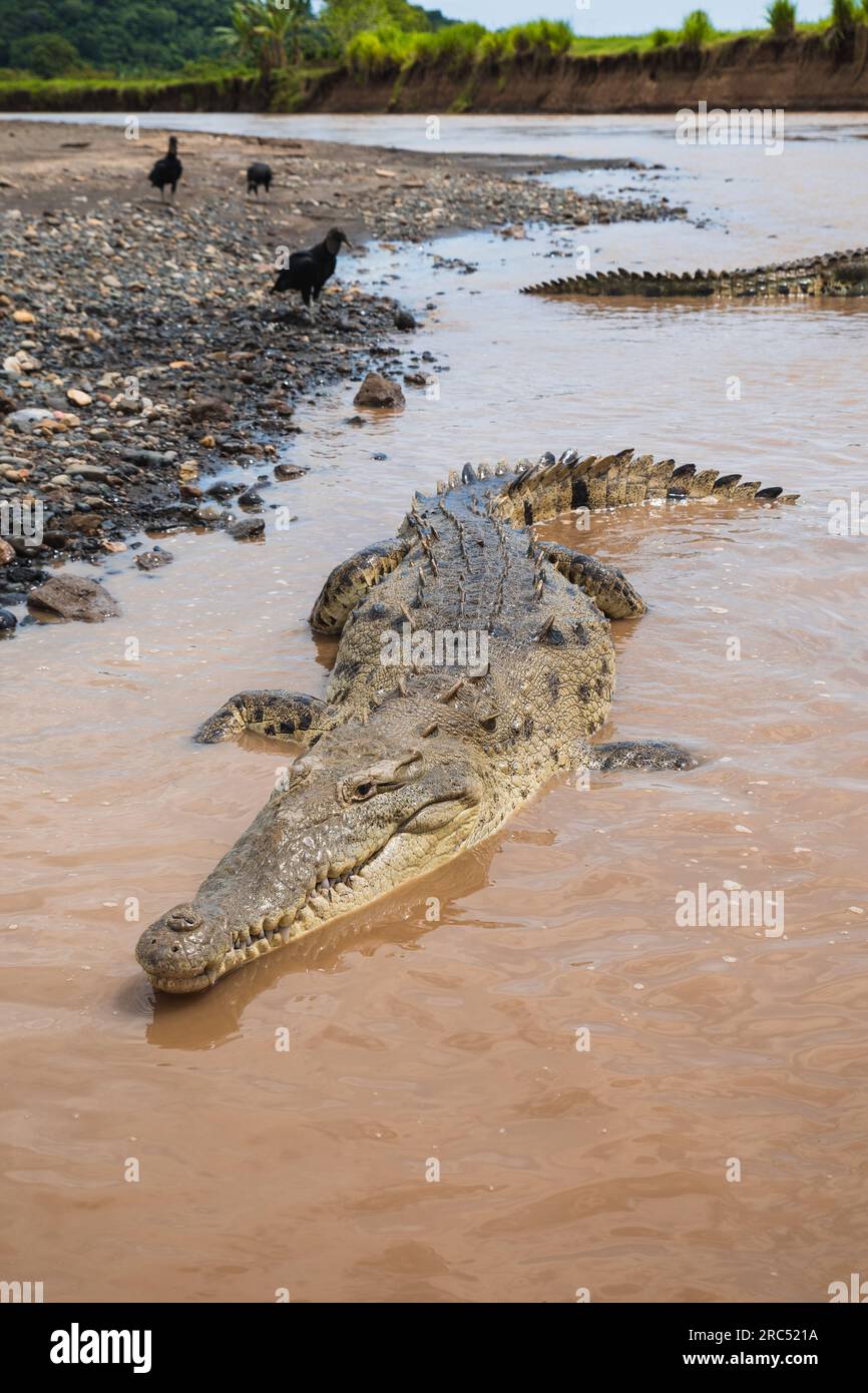 High angle of dangerous crocodile lying on shallow dirty water of river ...