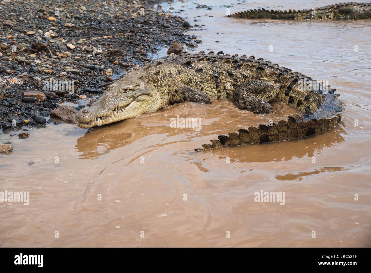 High angle of dangerous crocodile lying on shallow dirty water of river ...