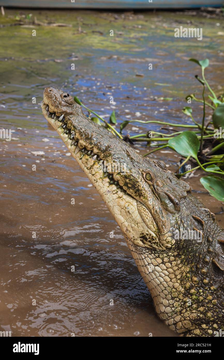 Crop head of a crocodile lying on shallow dirty water of river in Costa ...