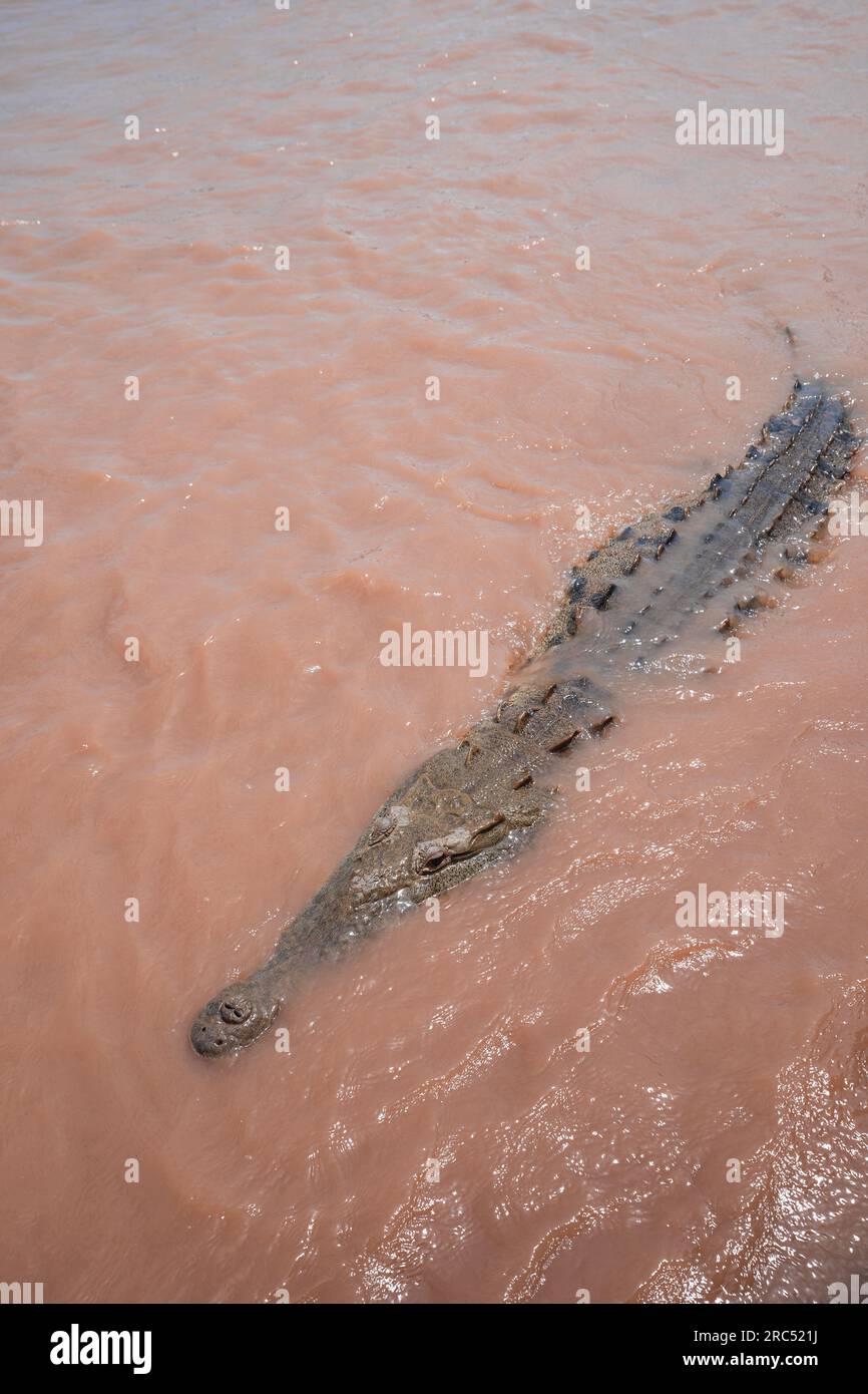 From above of adult crocodile floating in calm muddy water of river in ...
