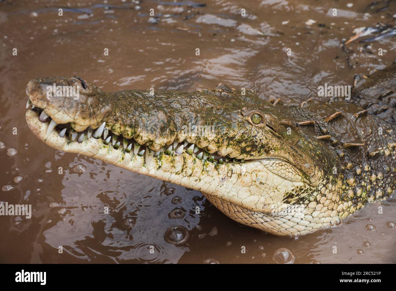 Head of a crocodile lying on shallow dirty water of river in Costa Rica ...