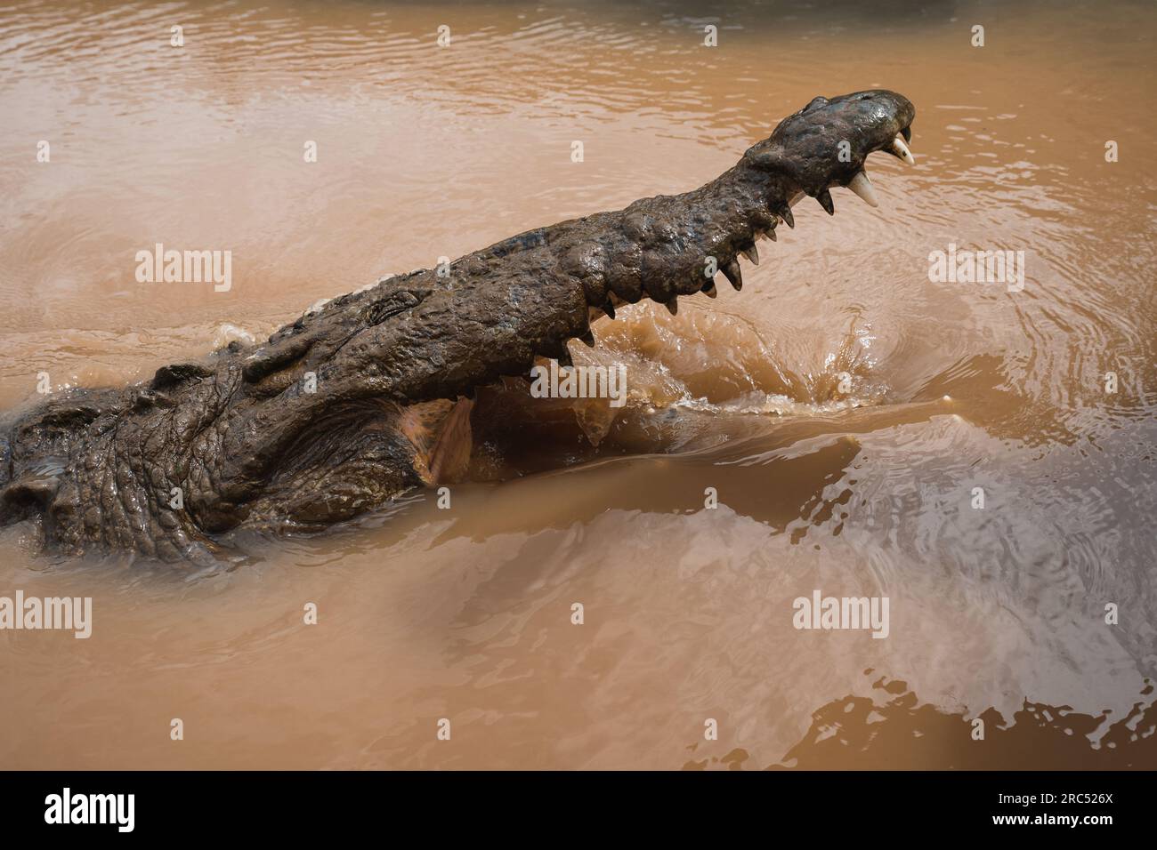 Side view of a crocodile with its mouth open lying on shallow dirty ...