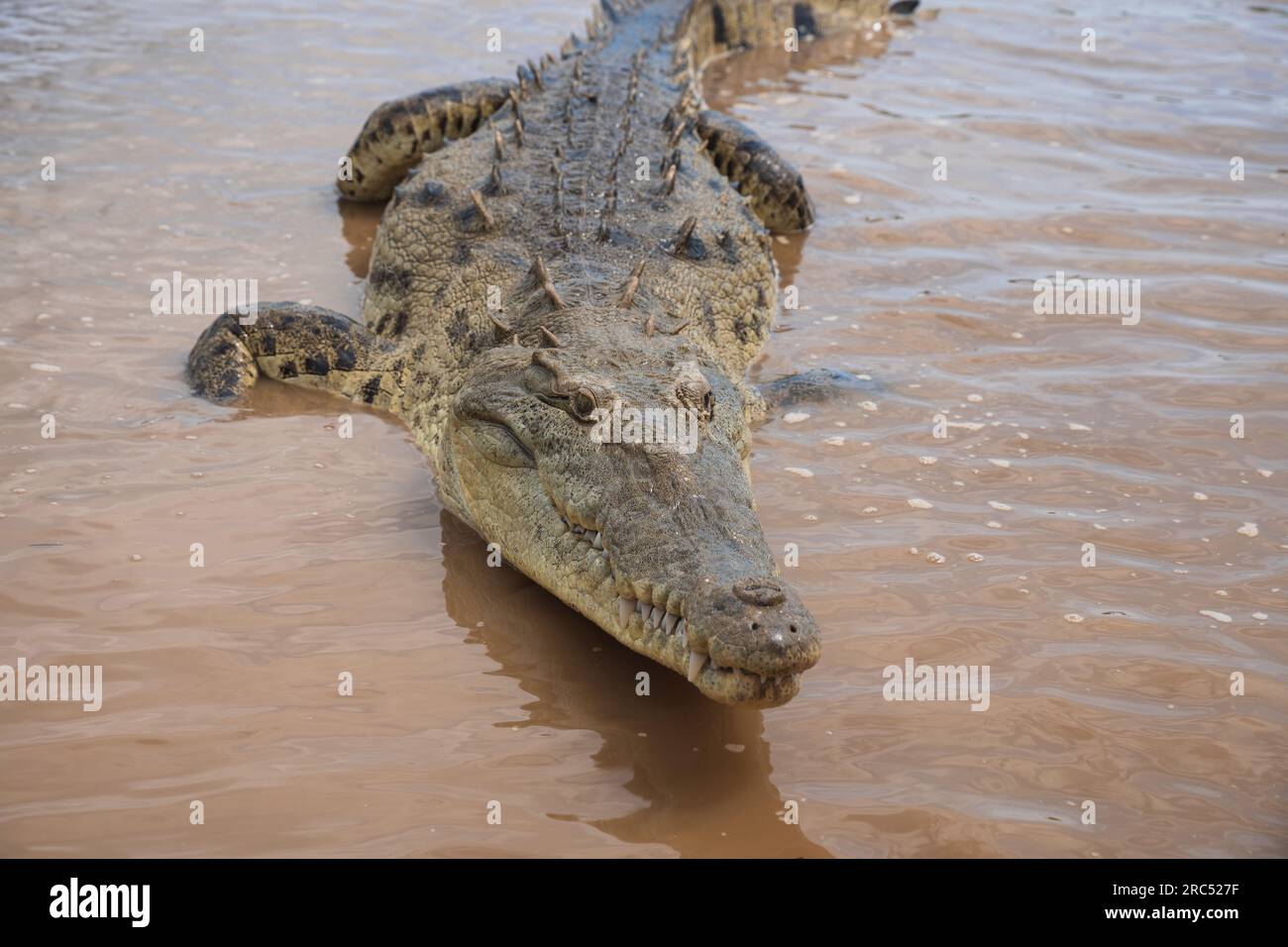 Crocodile lying on shallow dirty water of river in Costa Rica in ...